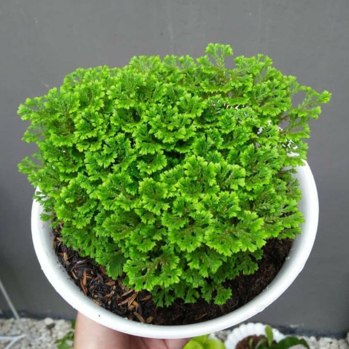 Jual PROMO!! Tanaman Hias Lumut Ambon - Ande Ande Lumut | Shopee Indonesia