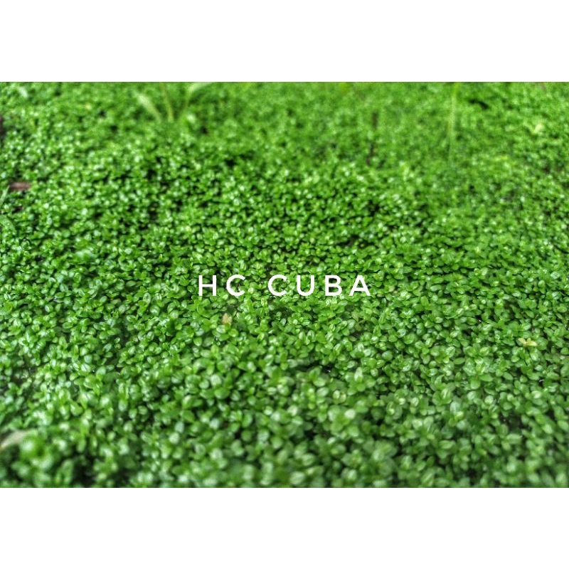 Jual HC Cuba / Hemianthus Callitrichoides Lempeng - Tanaman Karpet ...