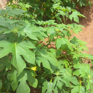 Jual Bibit Tanaman Herbal Daun Insulin Pohon Insulin | Shopee Indonesia