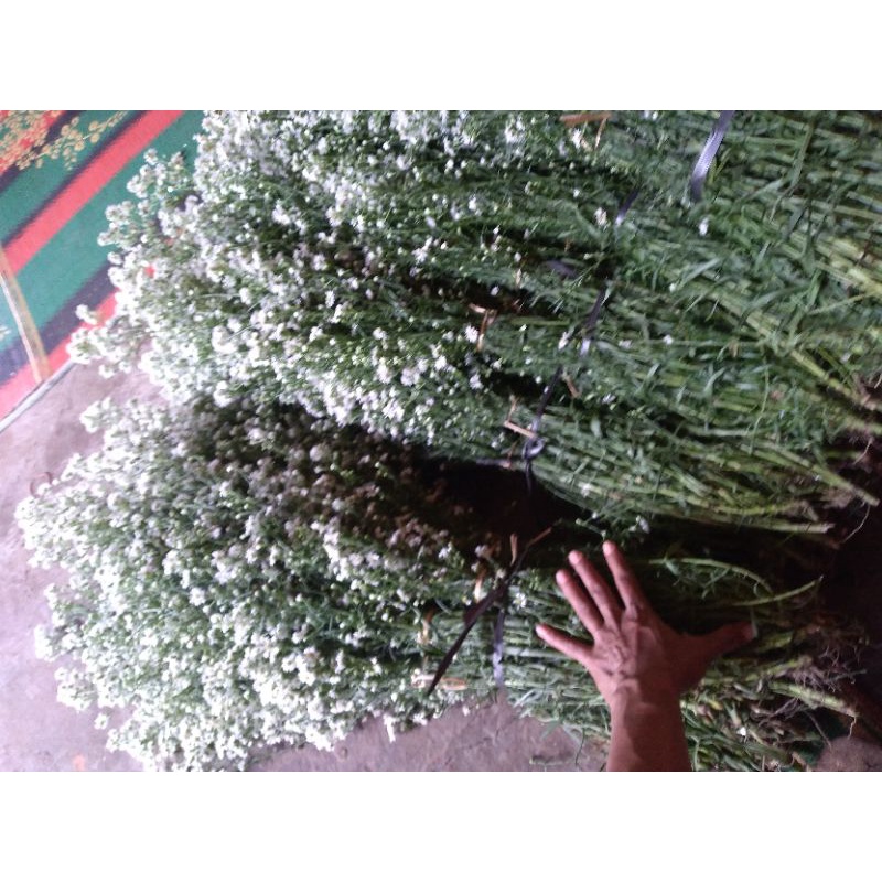 Jual bunga pikok putih Harga Terbaik & Termurah November 2022 | Shopee ...
