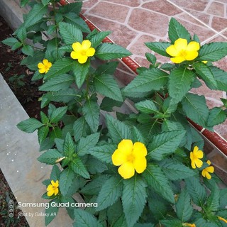 Tanaman Hias Bunga Yolanda Berbunga - Bunga Hias Pukul 9 (Warna Putih ...