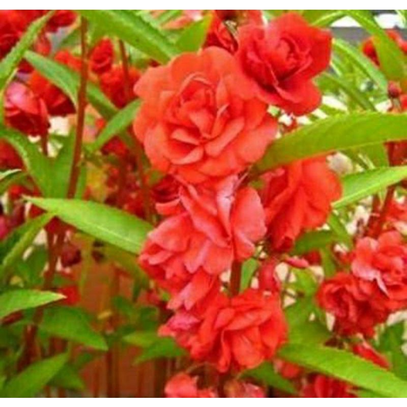 Jual bunga pacar air organik/pohon bunga pacar air | Shopee Indonesia