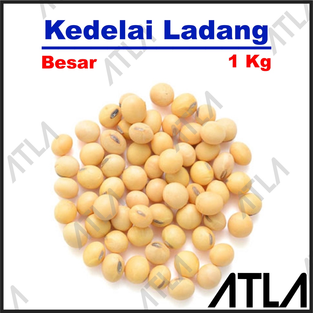 Jual Benih Kacang Kedelai Ladang Besar 1 Kg Bibit Tanaman Kedele Biji ...