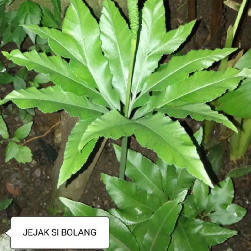 Tanaman Tunjuk Langit - Perumperindo.co.id