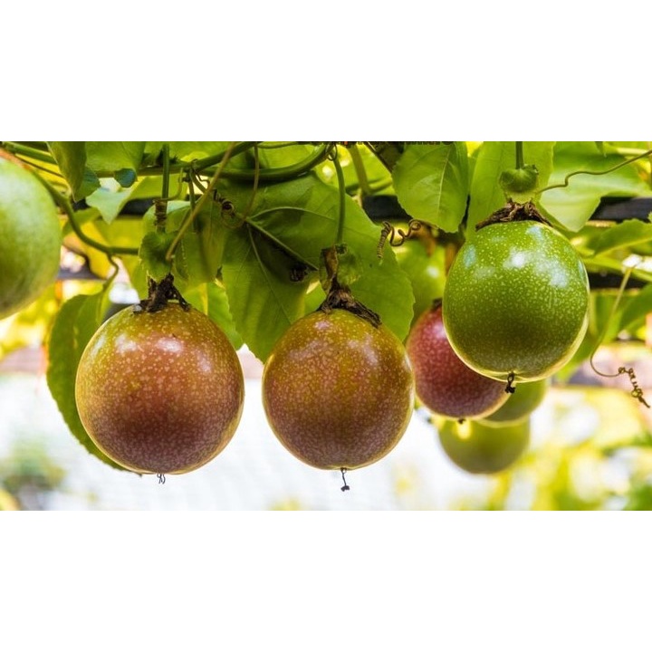 Jual BIBIT MARKISA MANIS STEK BATANG BAGUS | Shopee Indonesia