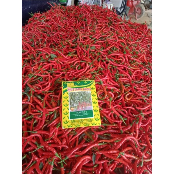 Jual benih bibit cabe cabai keriting merah hibrida farux f1 10gram ...