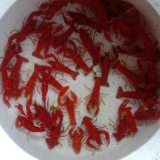 Jual Mini Lobster Udang hias Lobster ukuran kecil Udang hias untuk ...