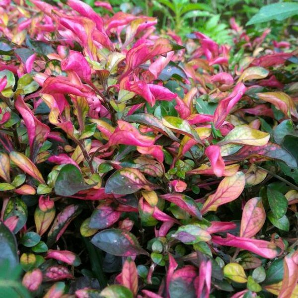 Jual BIBIT Tanaman Hias Krokot Merah Tanaman Bunga Krokot Merah Indoor ...