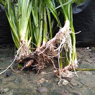 Jual Dlingo/jeringau,tumbuhan herbal | pohon siap tanam | Shopee Indonesia