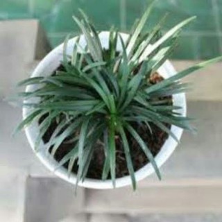 Jual POHON KUCAI MINI ( TANAMAN HIAS ) | Shopee Indonesia