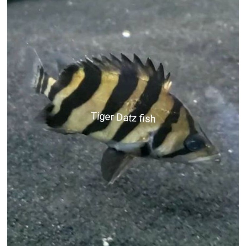 Jual IKAN HIAS TIGER DATZ FISH PREDATOR | Shopee Indonesia