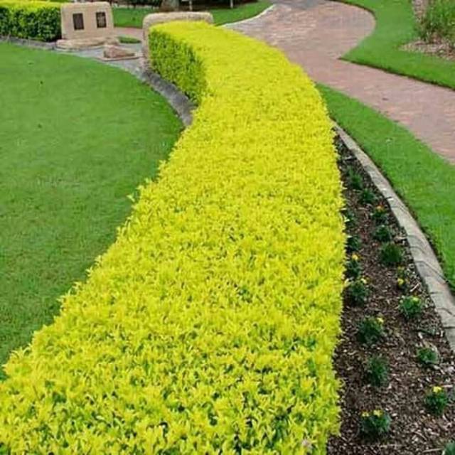 Jual Tanaman hias pangkas kuning Indonesia|Shopee Indonesia