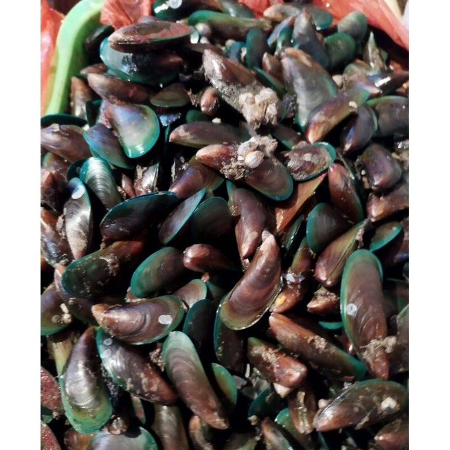 Harga Kerang IJO 1KG Terbaru Agustus 2022 |BigGo Indonesia