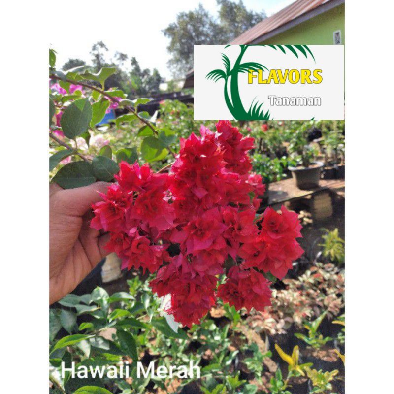 Jual Terlaris Tanaman Hias Bugenvil Bunga Kertas Hawai Merah Cabe