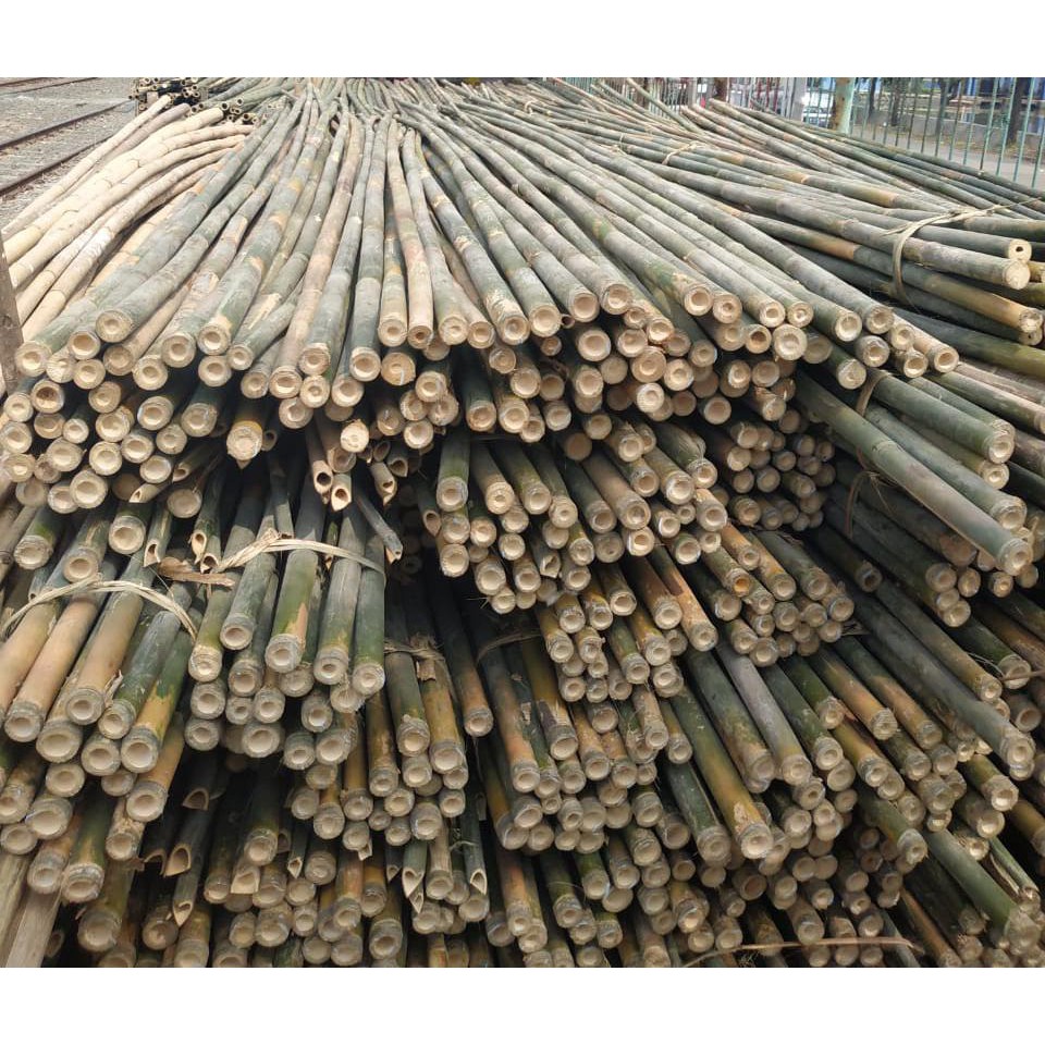 Jual BAMBU BENDERA 3-4 CM (MINIMAL ORDER 50 BTG) | Shopee Indonesia