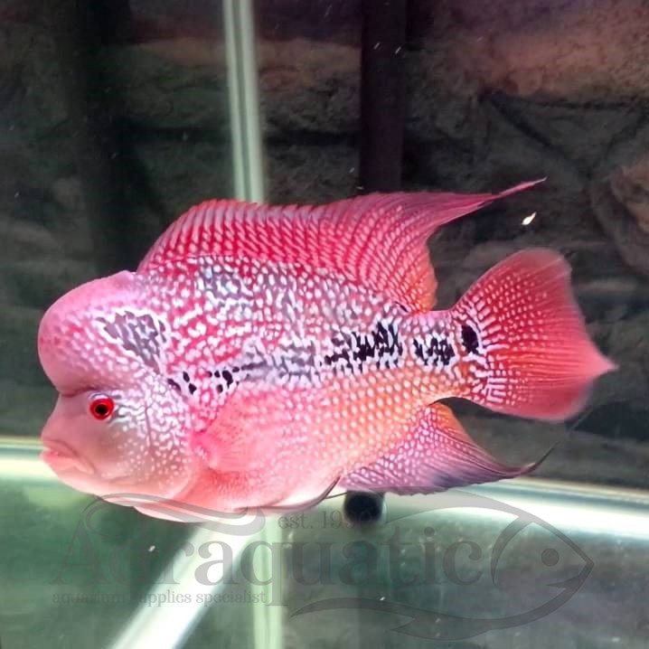 Harga Flowerhorn Terbaru Februari 2022 | BigGo Indonesia