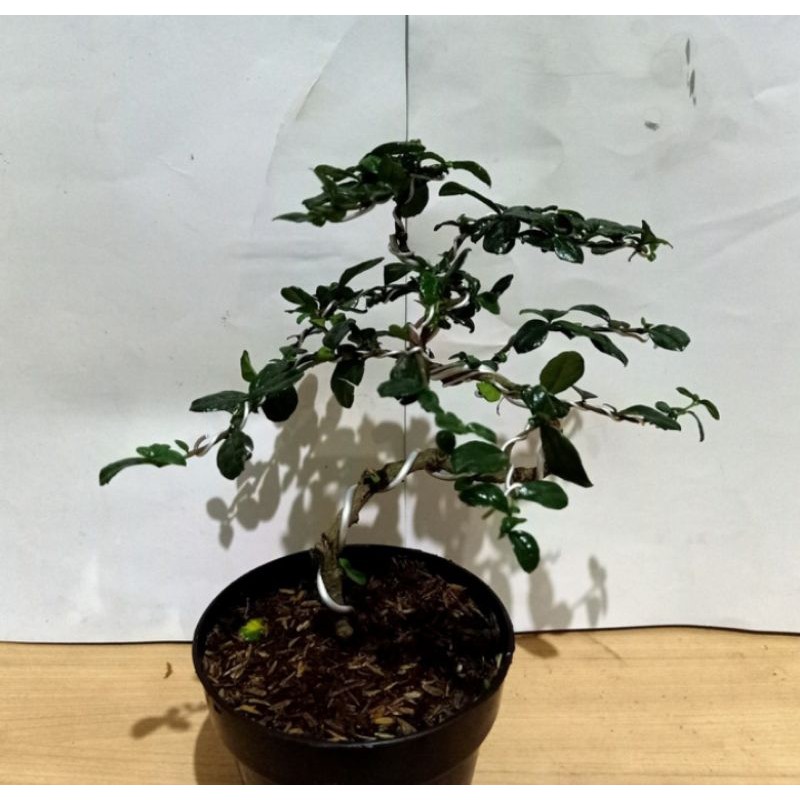 Jual pohon bonsai hokianti atau okianti tanaman hias pohon bonsai ... Jual pohon bonsai hokianti atau okianti tanaman hias pohon bonsai ...