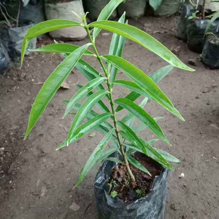 Jual Bibit Tanaman Mahkota Dewa/Berbentuk Pohon/Rimbun/Herbal Alami ...