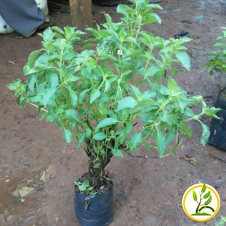 Jual pohon kemangi - tanaman kemangi | Shopee Indonesia