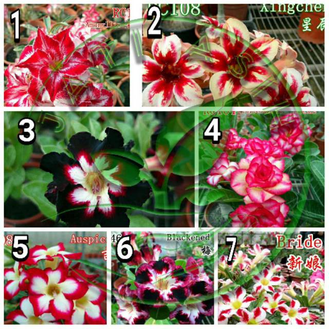 Jual ( BUNGA HIDUP ) Paket murah 7 jenis bibit adenium bunga tumpuk ...