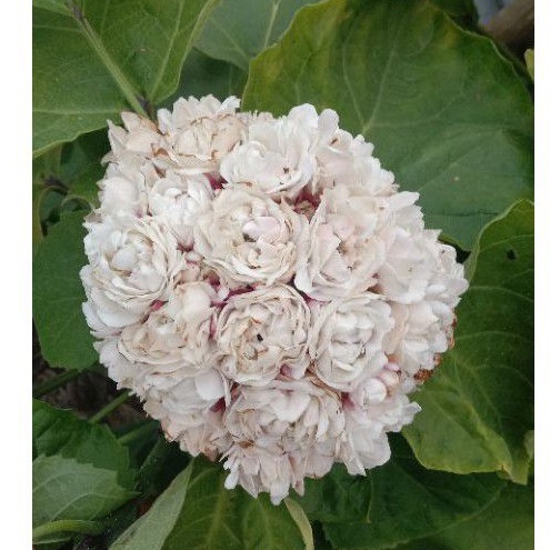 Jual Bibit tanaman bunga menur / melati hutan / melatti tumpuk | Shopee ...