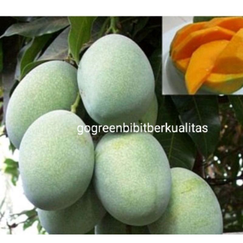 Jual bibit mangga manalagi ukuran 1 meter | Shopee Indonesia