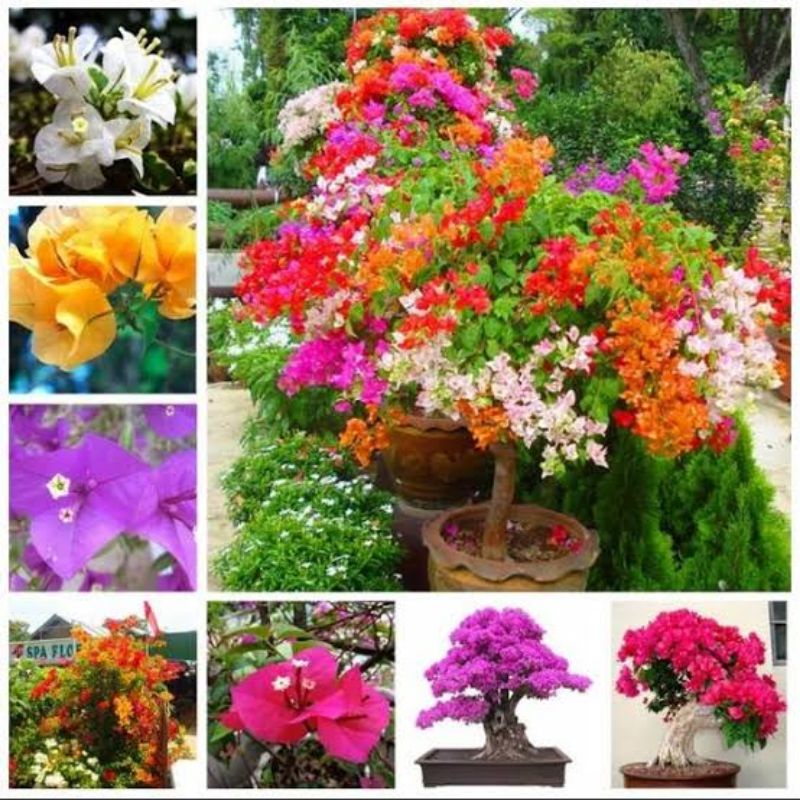 Jual Tanaman Bunga Bougenville Lokal Shopee Indonesia