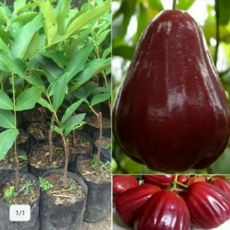 Jual Jambu Air Kingrose, Madu Dely, Citra, Dalhari, Kancing. Jaminan ...