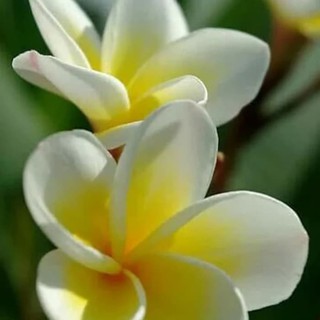 Jual POHON KAMBOJA BALI BUNGA KUNING-stek batang tanaman kamboja bali ...