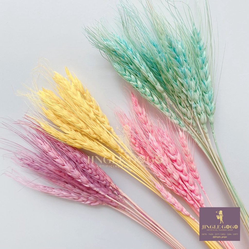 Jual (10btg) Bunga Gandum Kering Putih Natural Aesthetic Dried Flower ...