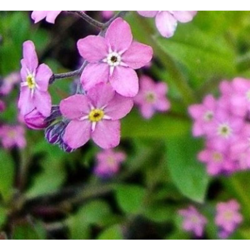 Jual 10 Benih Bunga Forget Me Not Pink Bibit Tanaman Hias Import F1 ...