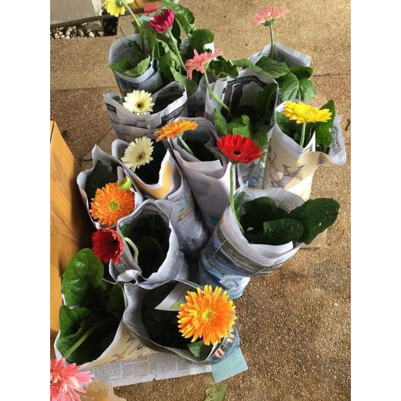 Jual plant bunga gerbera holand aneka macam warna | Shopee Indonesia