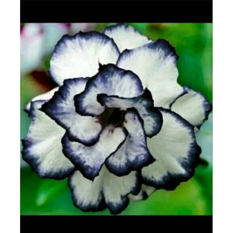 Jual bibit Adenium Kamboja Bunga Rare Black White-adenium bunga tumpuk ...
