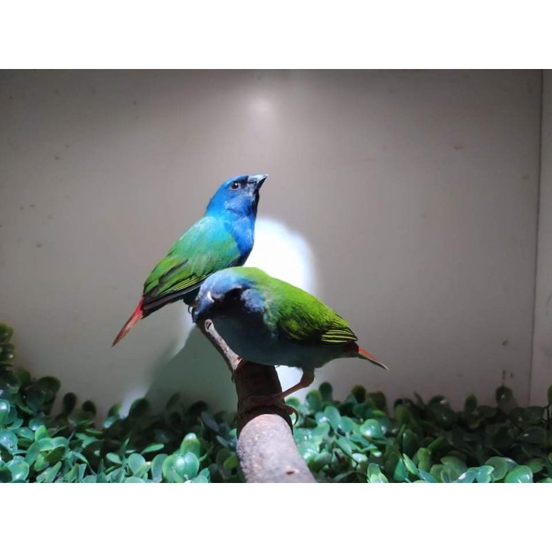 Jual Burung Bondol Hijau Triwarna/Tricolor Parrot finch/Emprit Tricolor ...