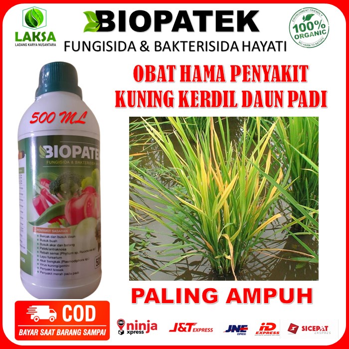 Jual Biopatek Obat Semprot Hama Kuning Kerdil Daun Padi Terampuh - Terbaru Obat Hama Kuning ...