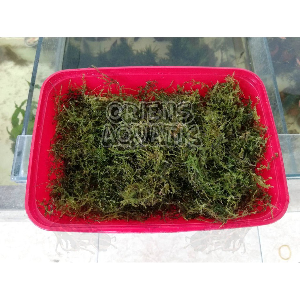 Jual Tanaman Aquascape - Java Moss Bahan Full Air (Box) | Shopee Indonesia