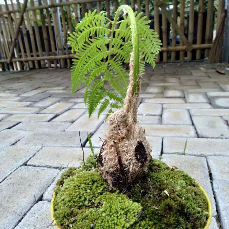 Jual Tanaman Hias Pakis Kera Putih Pakis hanoman pakis monyet bulu ...