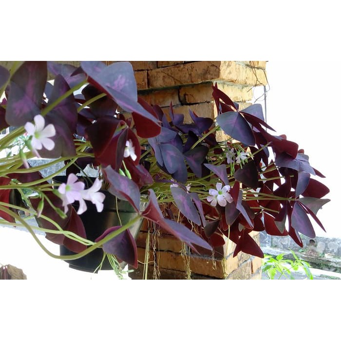 Jual Tanaman Semanggi Merah / Shamrock | Shopee Indonesia