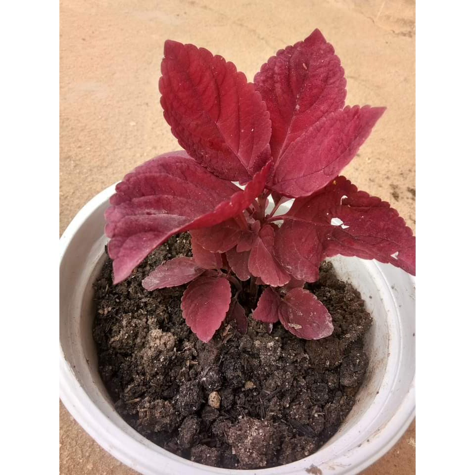 Jual Tanaman hias miana merah, jawer kotok | Shopee Indonesia