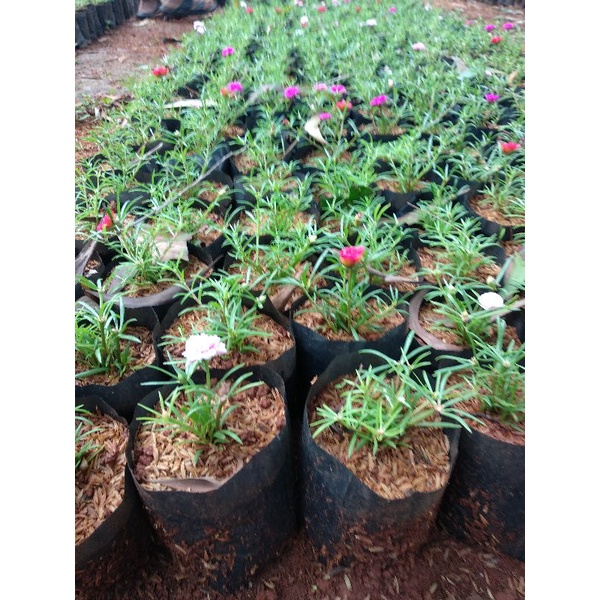 Jual tanaman hias sutra bombay berbunga - tanaman bunga sutra bombay ...