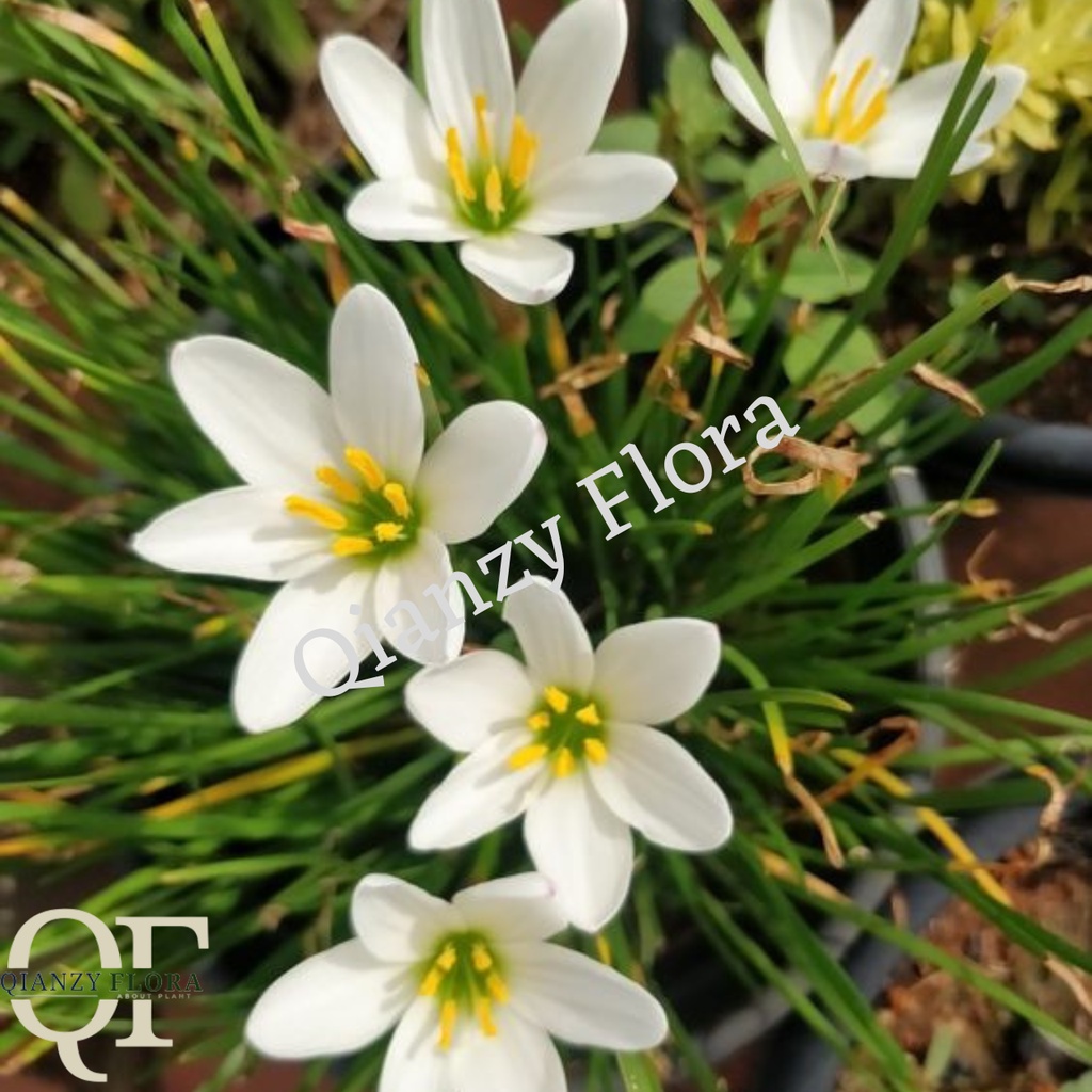 Jual Tanaman hias lili hujan bunga putih - rain lily white ...