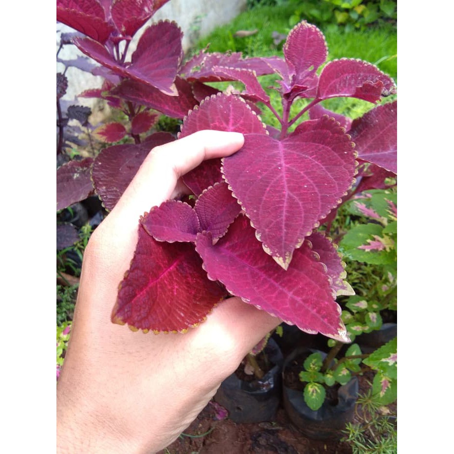 Jual Tanaman hias bayam merah / miana daun merah | Shopee Indonesia