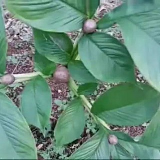 Jual BIBIT PORANG / BIBIT KATAK PORANG ASLI DORMAN / BULBIL PORANG ...