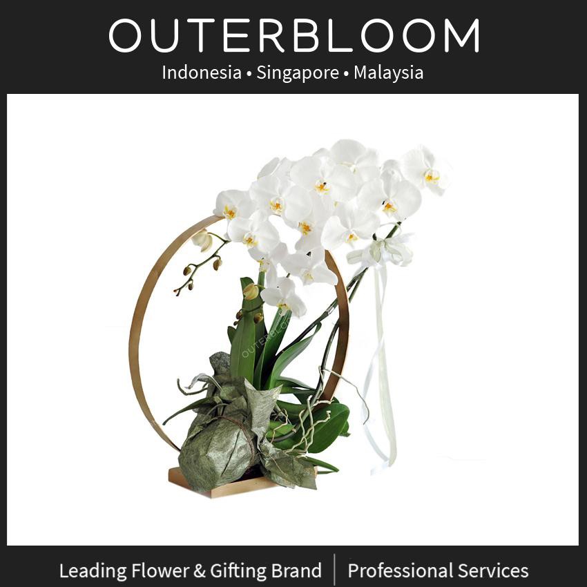 Jual Rangkaian Bunga Angrek Fresh - Going Around in Circles | Shopee ...