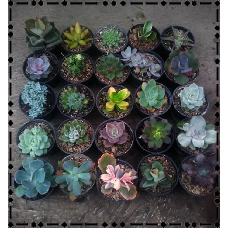Jual Paket Tanaman Sukulen Hias Mini 30 Pcs Murah (Hanya Tanaman ...