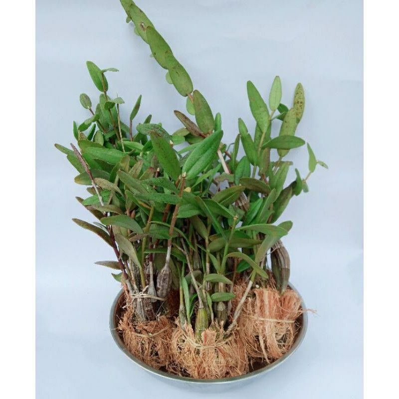 Jual Anggrek Merpati Mini | Shopee Indonesia