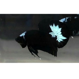 Jual Betta Avatar Black Light Line Gordon Male/Female | Shopee Indonesia