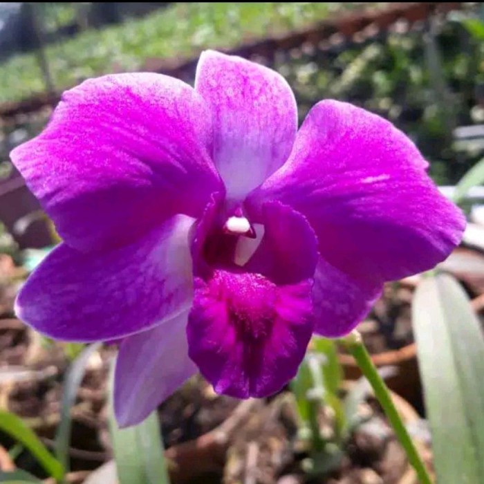 Jual Anggrek Dendrobium Pink Sweet Dewasa Siap Bunga Indonesia|Shopee ...