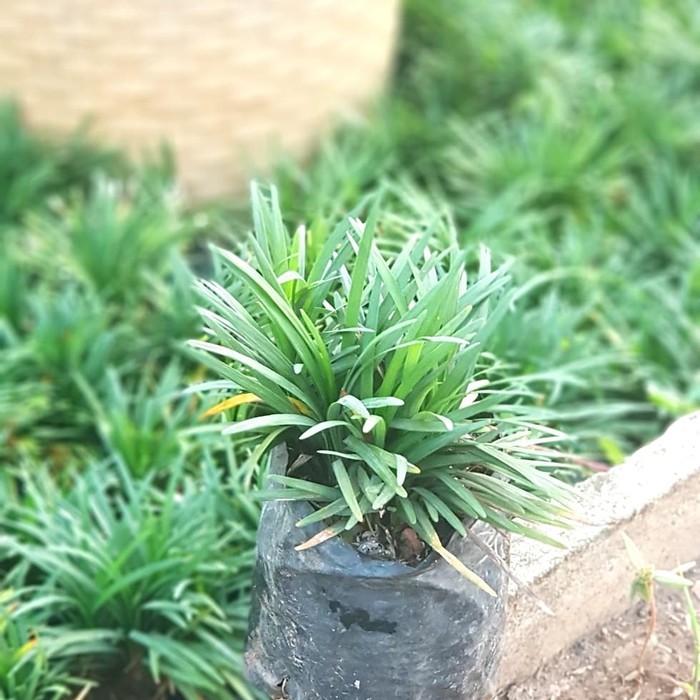 Jual Tanaman rumput kucai mini | kucai mini | Shopee Indonesia
