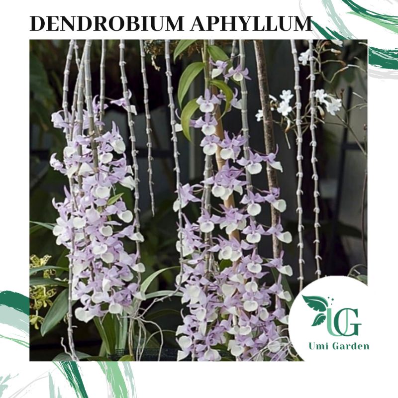 Jual Tanaman Hias Bunga Anggrek Tirai Dendrobium Aphyllum | Shopee ...